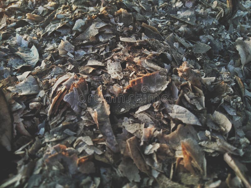 Background, Leaf Pile, Shiny, Beautiful Color, Stock Image - Image of ...