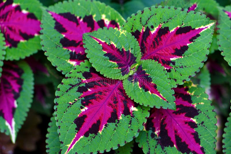 Background from the Leaves of Coleus. Colorful Leaves of a Plant ...
