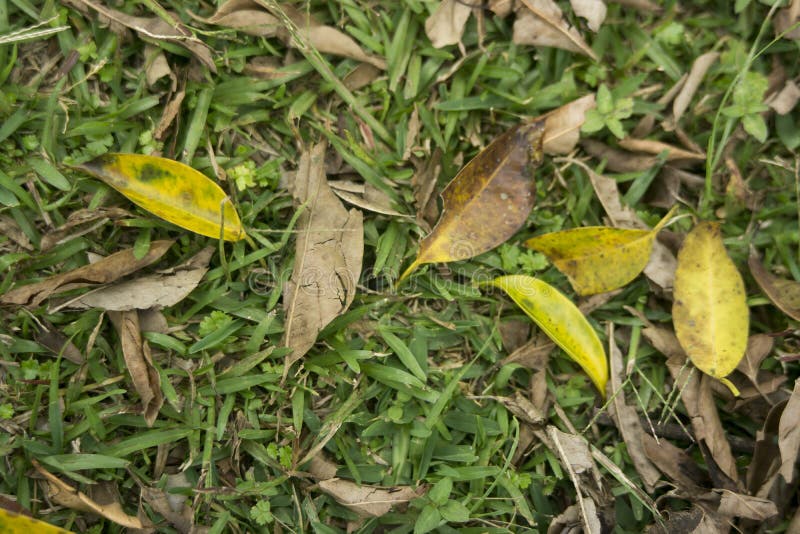 Background of Leaves Falling on the Grass. Stock Photo - Image of ...