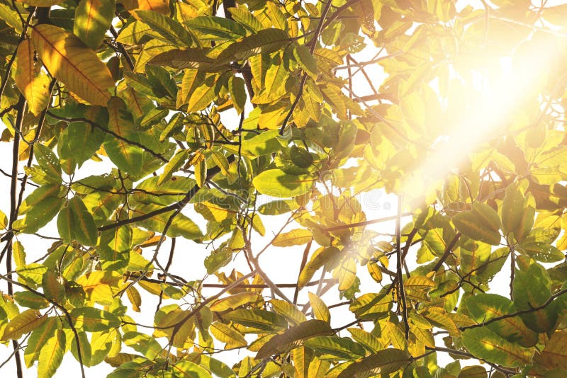 Background Leaves Green Solar Stock Image - Image of plants, fresh ...