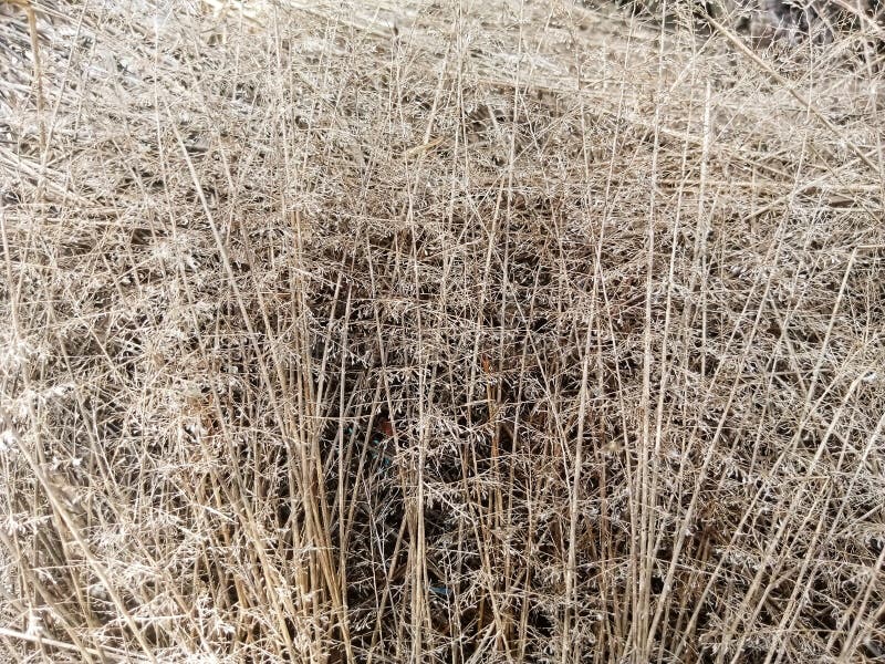 Background of Leaves from a Photo Shoot of Drying Wild Grass Stock ...