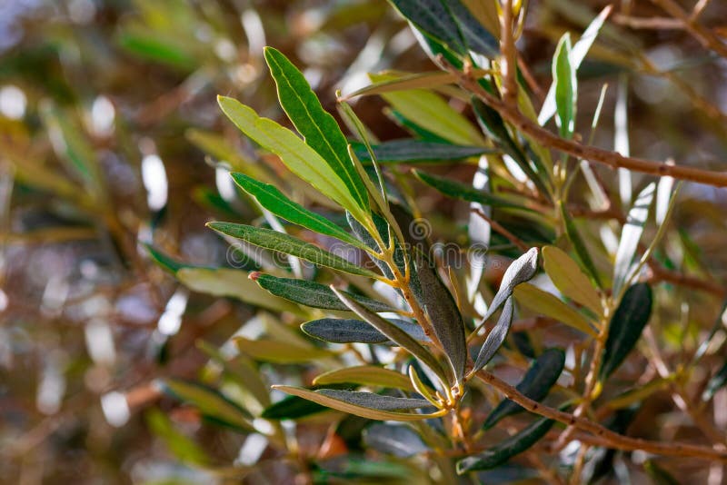 Olive Tree Texture Background. Stock Photo - Image of healthy, italian ...