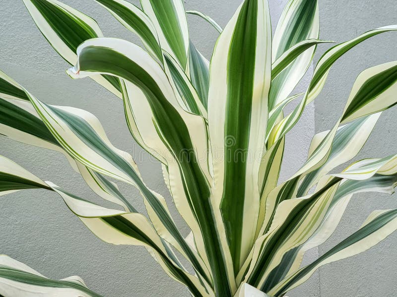 The Background of the Leaves of the Tree is Called the Wan Rich Stock ...