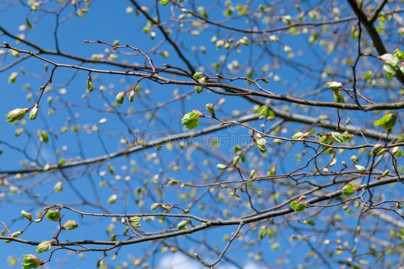 Background with Light Green Buds on Tree Branches in Springtime, Birch ...