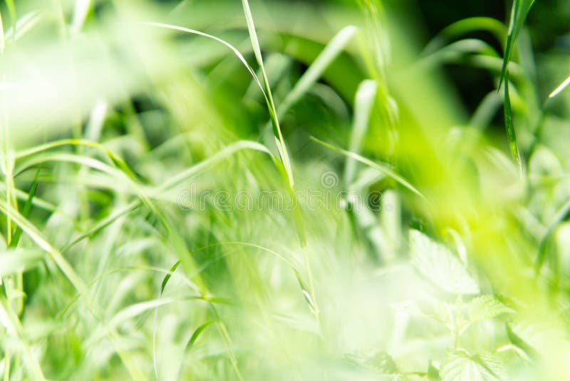 Background of Light Green Grass. Stock Image - Image of field, color ...