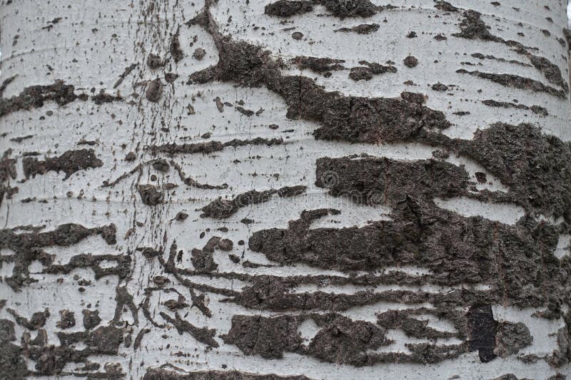 Background - Light Gray Bark of Populus Alba Stock Image - Image of ...