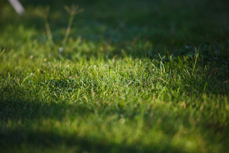 Dew on the Needles of Spruce. Stock Photo - Image of plant, needles ...