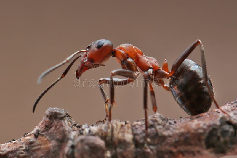 An Ant Sits on a Small Stump on Dark Background. Stock Photo - Image of ...