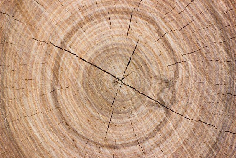 Background from a Slice of Timber with Texture Stock Image - Image of ...