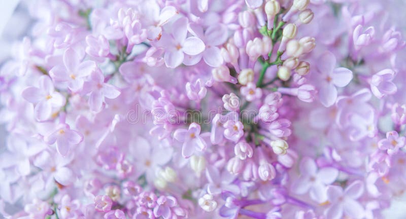 Background with Lilac Flowers. Close-up of Lilac Flowers Stock Image ...