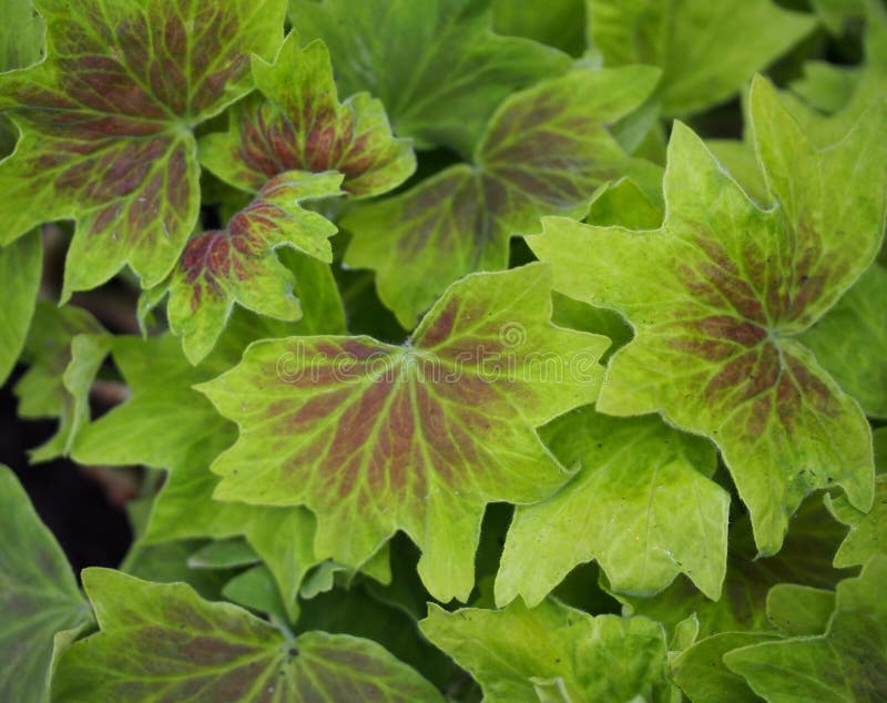 Burgundy and Lime Green Geranium Leaves-Background Stock Image - Image ...