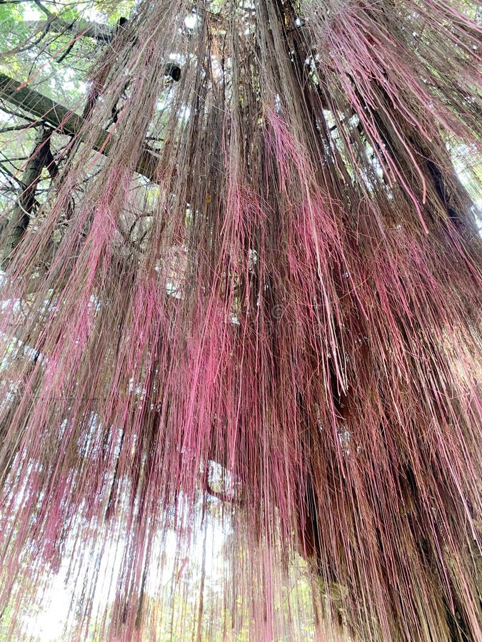 Background of the Line Shapes and Textures of the Java Treebine Stock ...