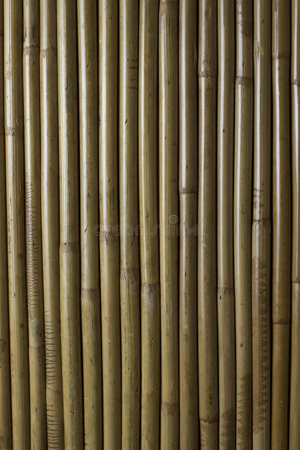 Background of Lined Bamboo Trunks in Yellow Tone with Vertical Texture ...
