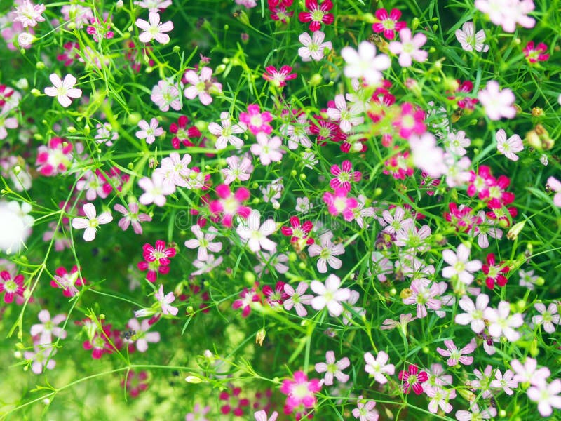 Background of Little Flowers Stock Image - Image of floral, clematis ...