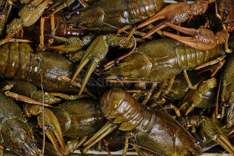 Background, Live River Crayfish Close Up Stock Image - Image of ...