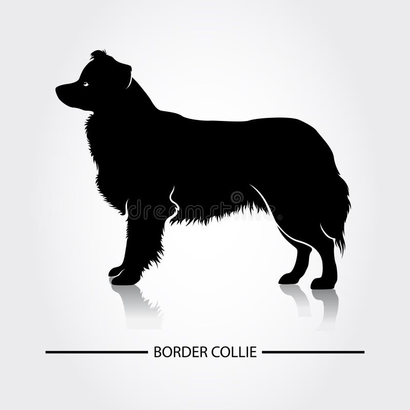 Border Collie Vector Illustration Stock Vector - Illustration of ...