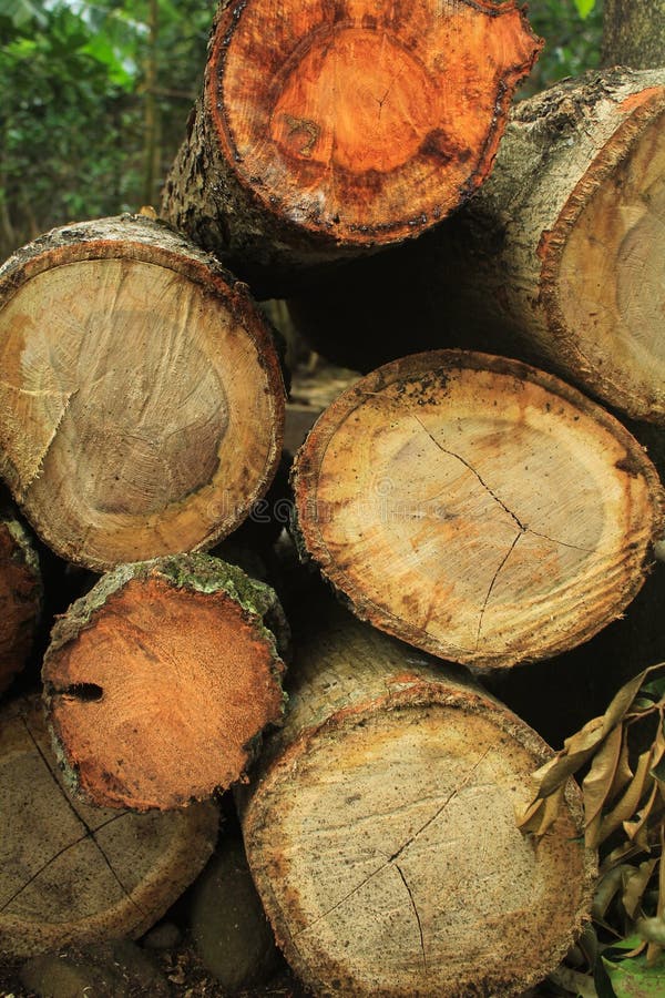 Background of Logs Wood Stacked on Top of Each Other in a Pile in the ...