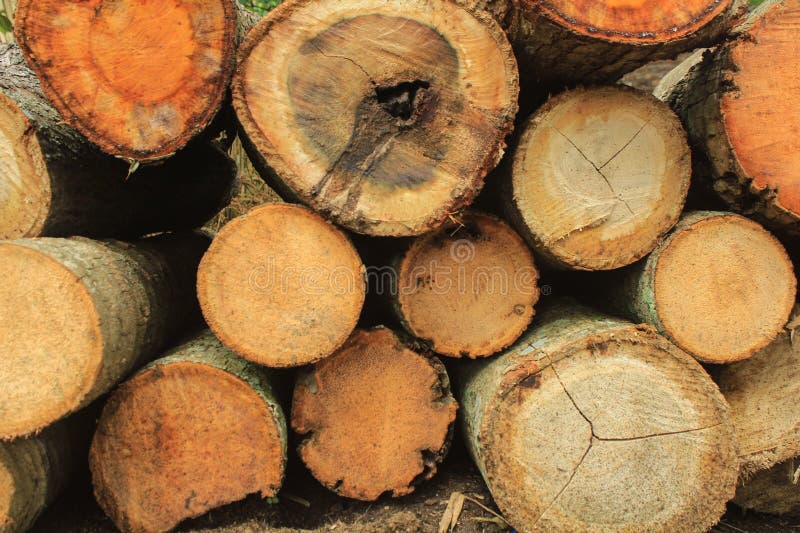 Background of Logs Wood Stacked on Top of Each Other in a Pile in the ...