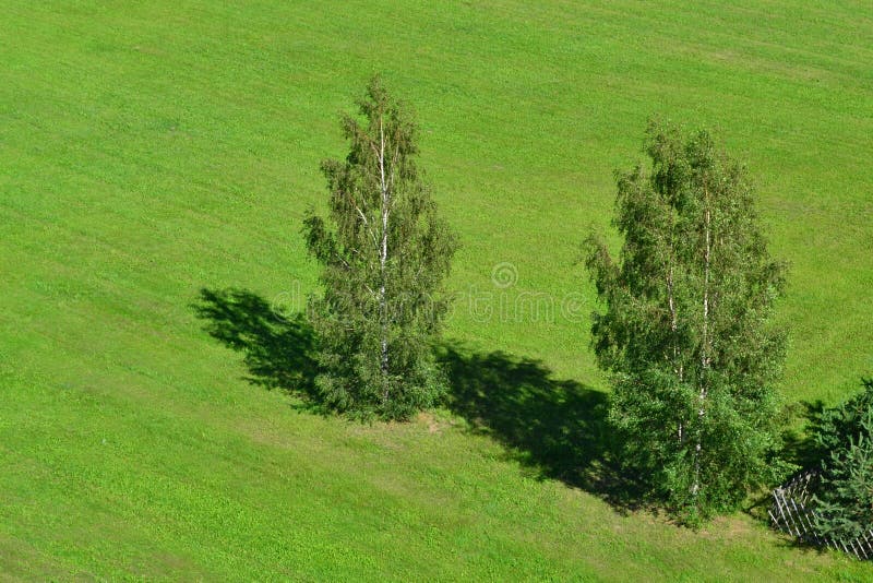 Background with Lonely Birch Tree. Rural with Green Field Stock Photo ...