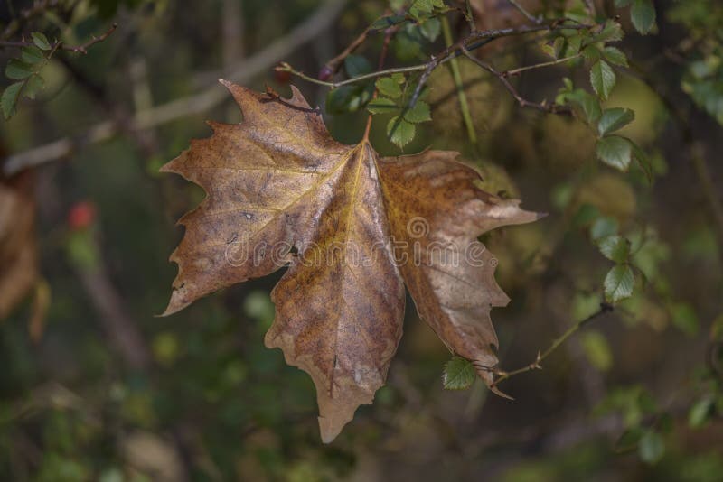 Background of a Lonely Leaves Stock Photo - Image of background, autumn ...