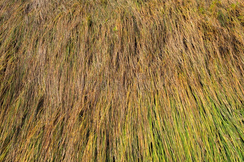 Background of Long Grass Texture Stock Image - Image of lush, abstract ...