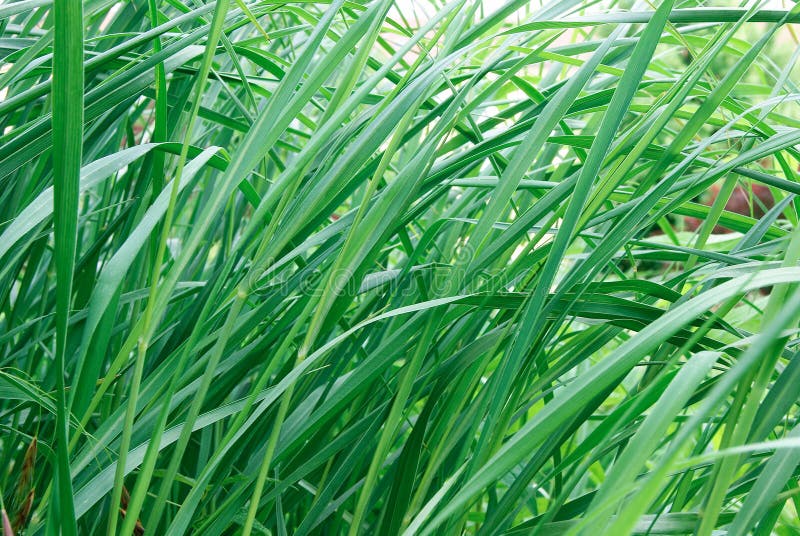 Background with Long Green Grass, Closeup Stock Photo - Image of ...