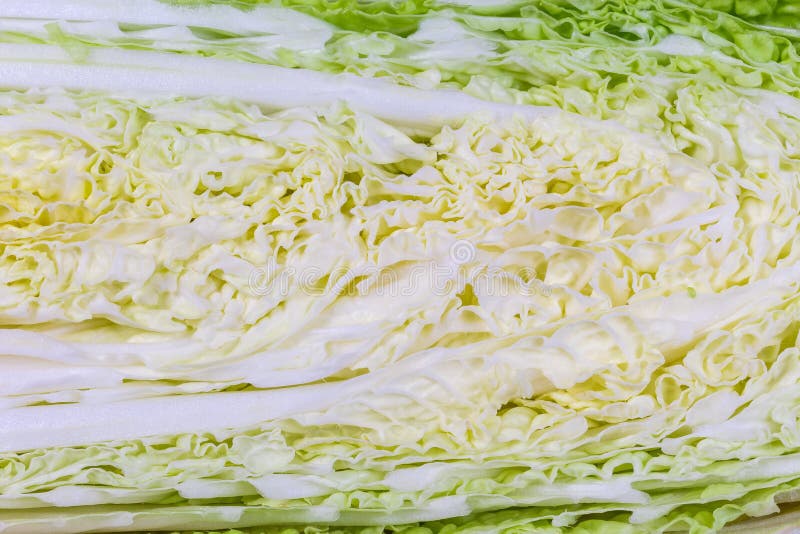 Longitudinal Section of the Stem Woody Plant Under the Microscope Stock ...