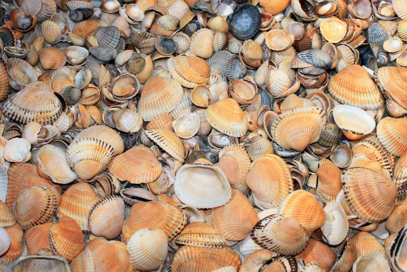 The Background from Lots of Different Shells Stock Photo - Image of ...