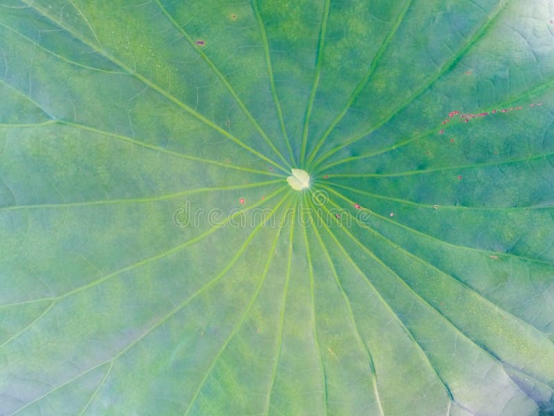 Background of Lotus Leaf Texture that Has Leaf Grooves. Stock Image ...