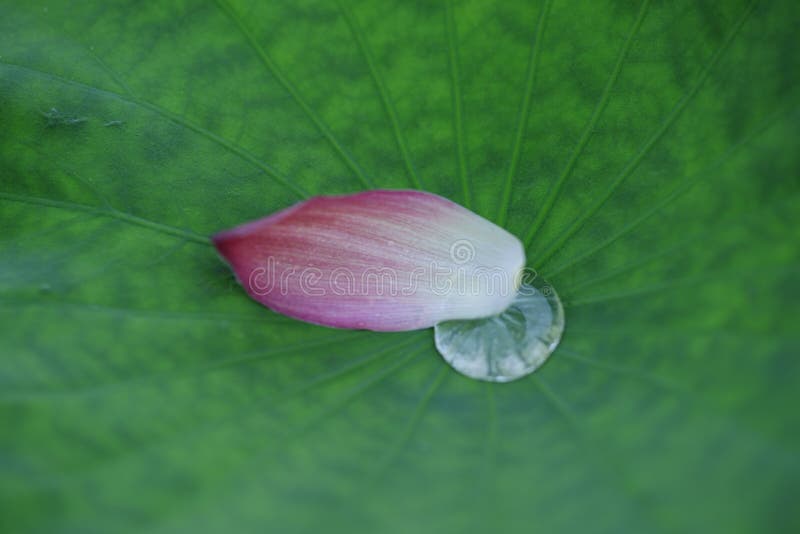 Falling Pink Lotus Flower Petals Stock Photo - Image of nature, organic ...