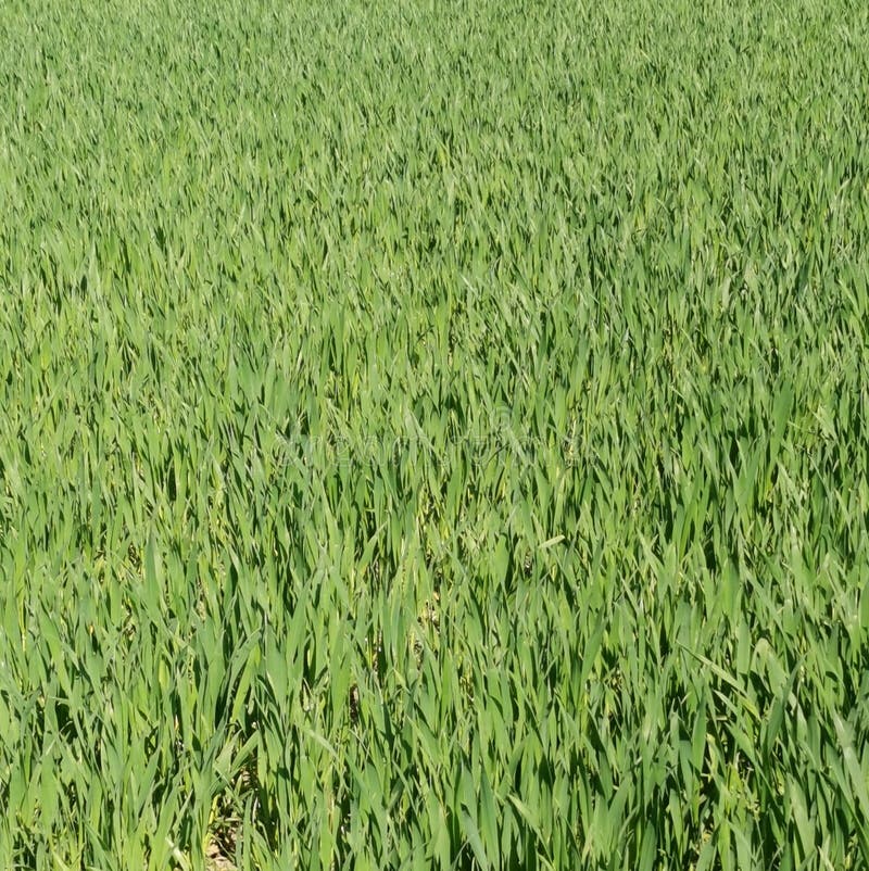 Background of Lush Young Corn Field in Spring with Copy Space Stock ...