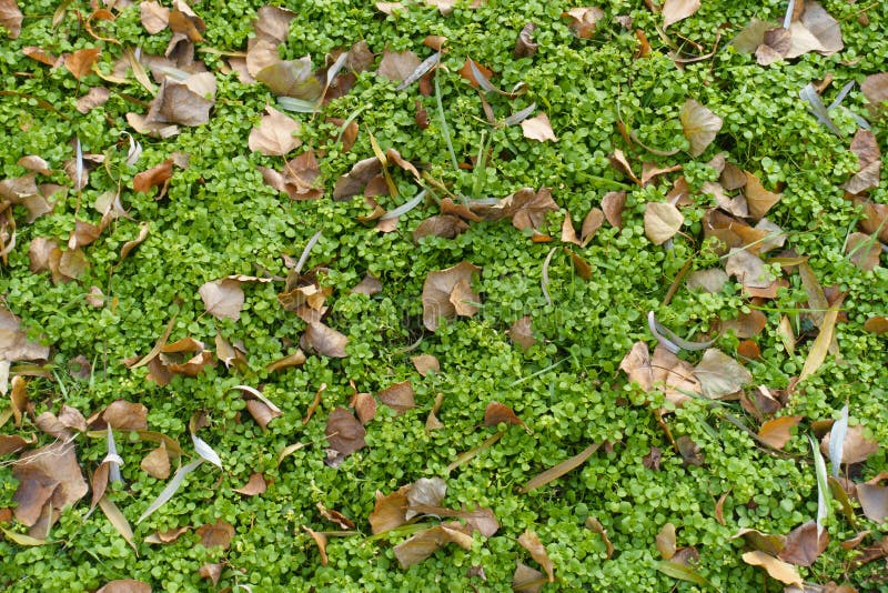 Background - Green Chickweed Covered with Fallen Leaves in Mid December ...