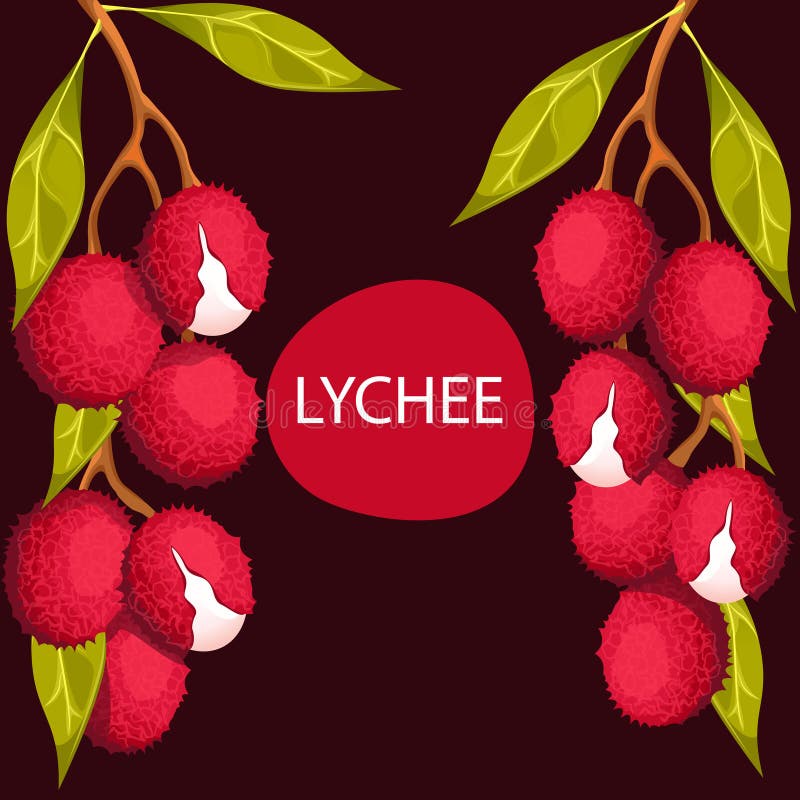 Lychee Branch Cartoon Design Stock Vector - Illustration of litchi ...