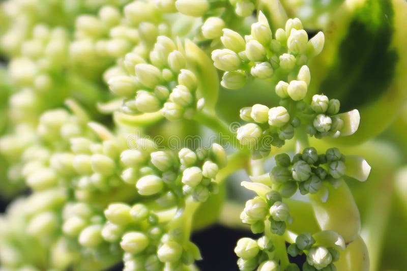 A Background Macro of Forming Buds on a Sedum Stock Photo - Image of ...