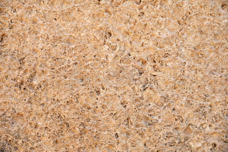 Background Made of Close Up Shellstone Abstract Brown Texture Stock ...