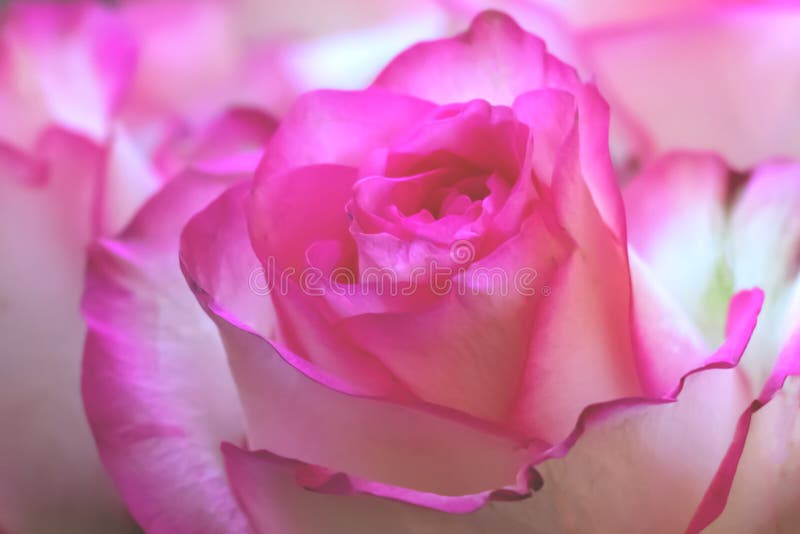 Background Made of Close Up View on White Sumptuous Big Pink Rose with ...