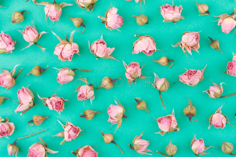 Background Made from Different Rose Blossoms on the Green Base Stock ...