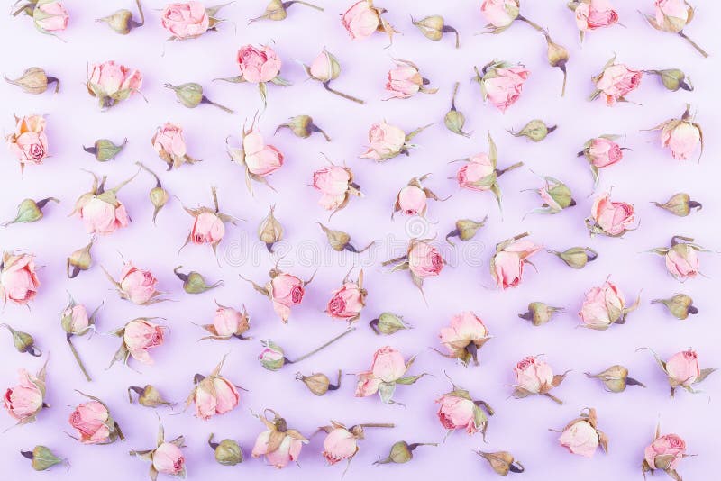 Background Made Different Rose Blossoms Violet Base Stock Photos - Free ...