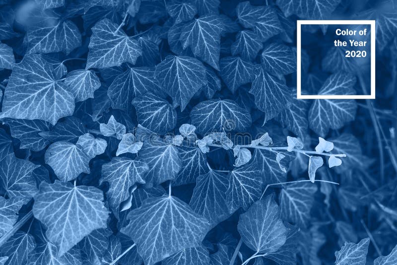 Background Made of Fresh Leaves Toned Blue Color Editorial Photography ...