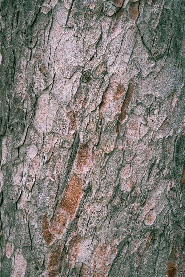 Background Made of Old Tree Bark, Wood, Texture and Patterns Stock ...