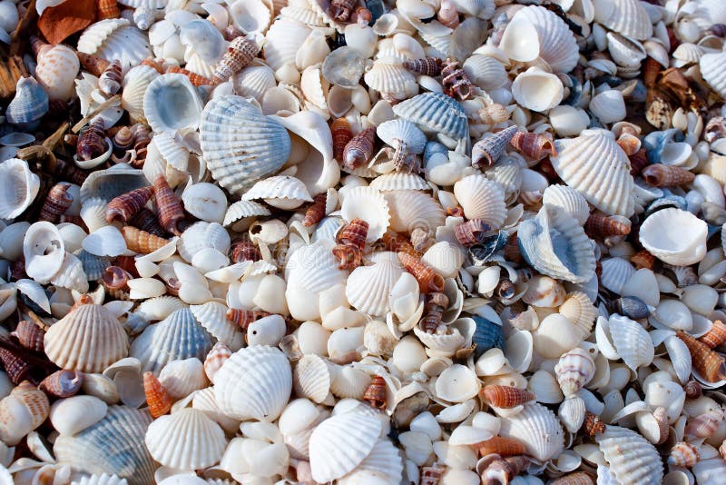Background Made of a Pile of Seashells Stock Image - Image of antique ...