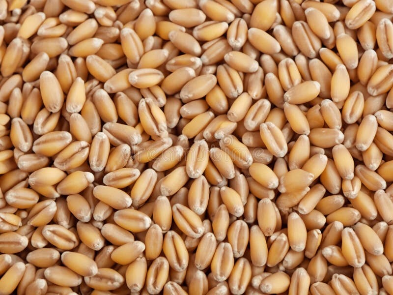 Background Made of Raw Wheat Grains Stock Photo - Image of food ...