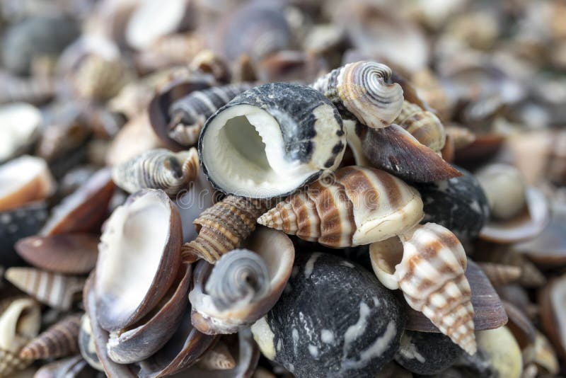 Background Made of Real Seashells. on Natural and Marine Narratives ...