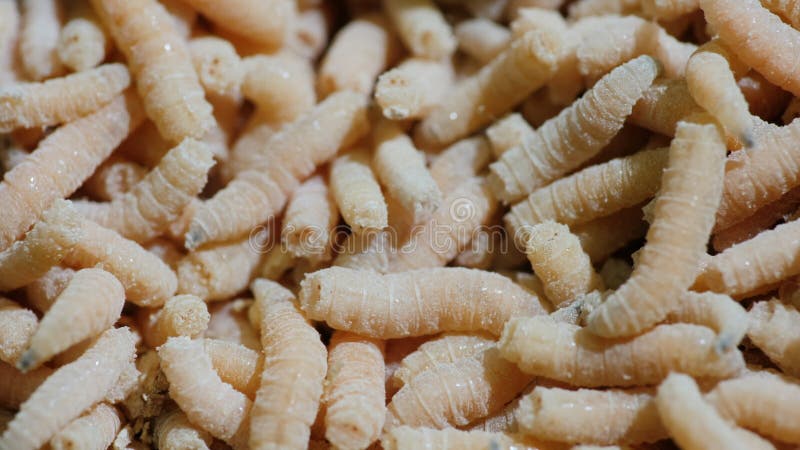 Background of Maggots, Phobia Concept Stock Video - Video of cold, feed ...