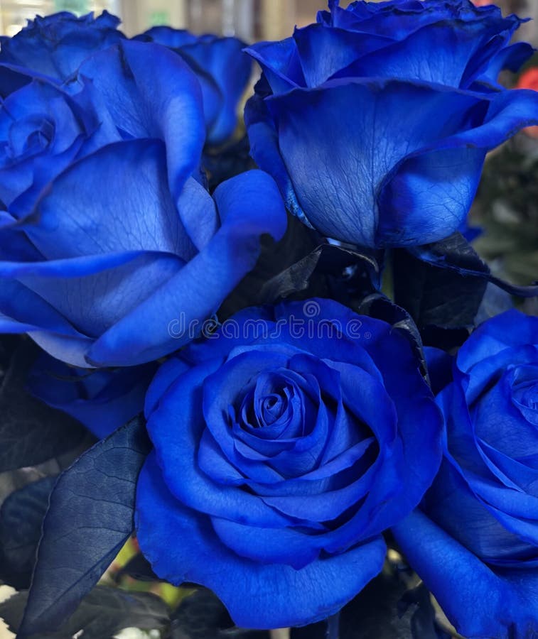Background Magic Deep Blue Roses Stock Photos - Free & Royalty-Free ...