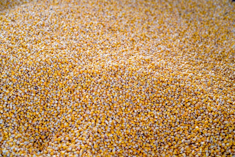Background of maize seeds stock photo. Image of organic - 81260452