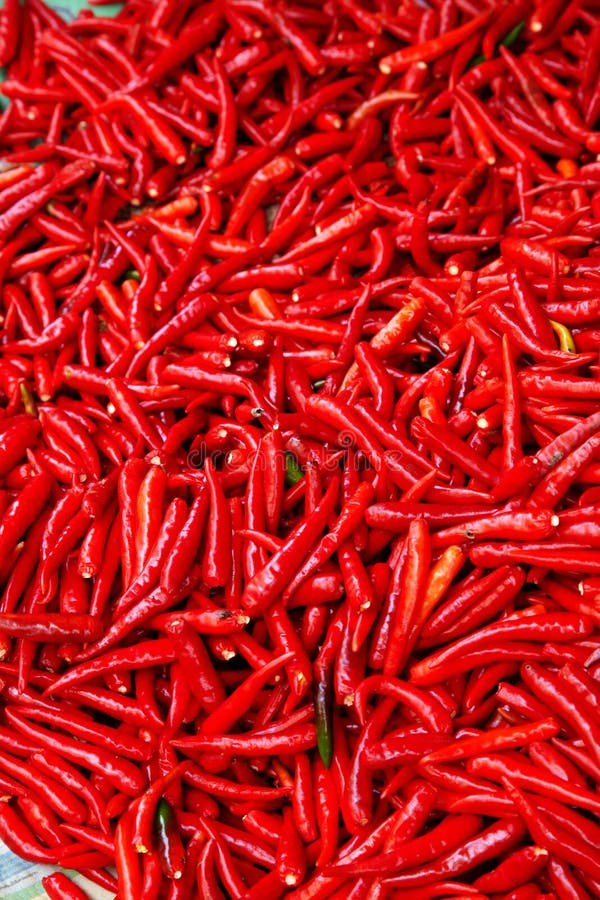 Background from many chili stock image. Image of asia - 40964033