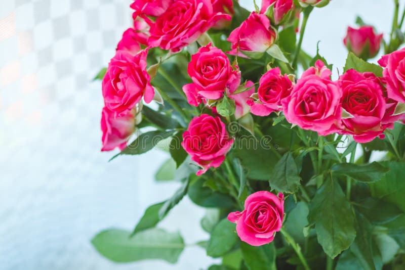 Background of the Many Delicate Little Pink Roses Stock Photo - Image ...
