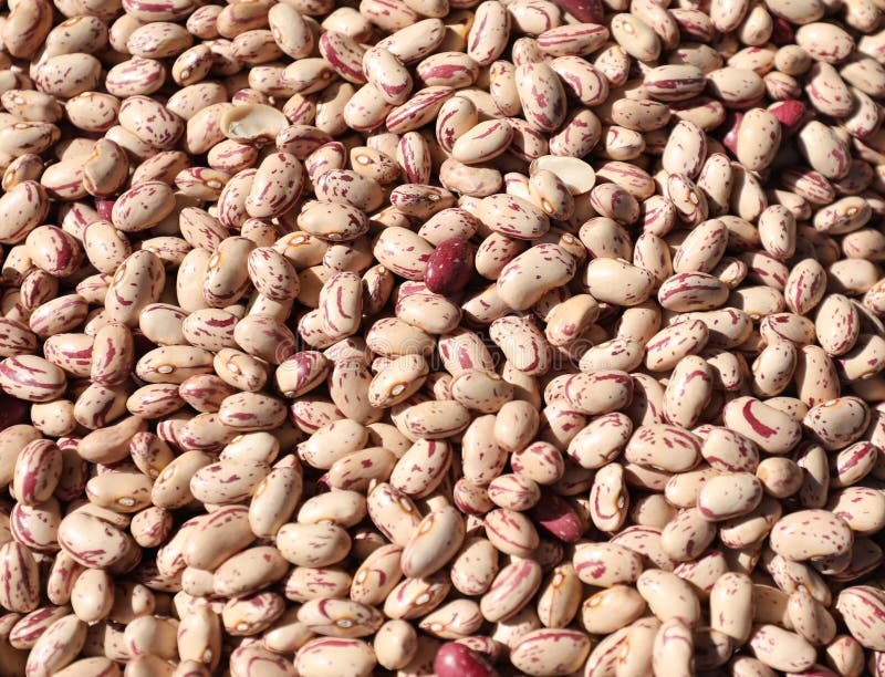 Background of Many Dried Beans Stock Photo - Image of seeds, backdrops ...