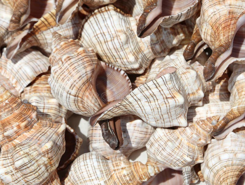 Background of Many Exotic Shells Stock Photo - Image of natural, shell ...